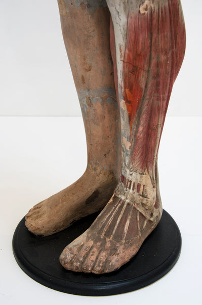 Victorian Life-size Medical School Anatomical Figure – A G Hendy & Co ...