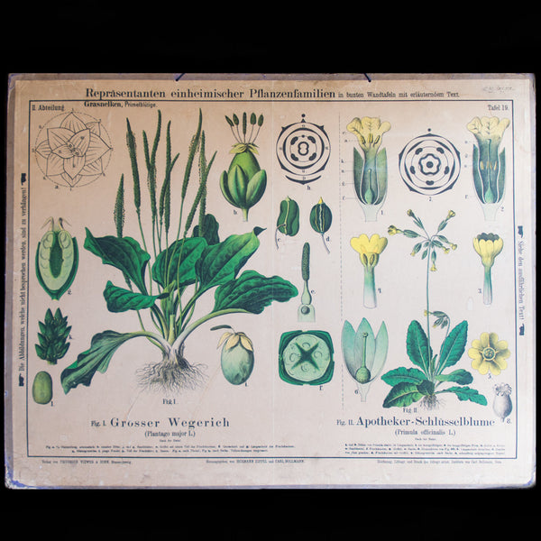 Biology school wall chart of botanical illustrations – A G Hendy & Co ...